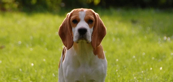 5,000 beagles saved now need homes – OpsLens