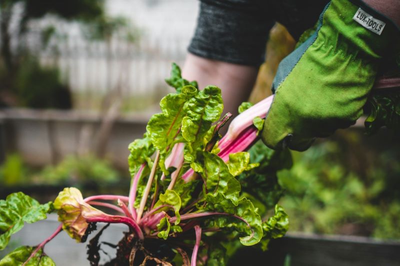 Savor the Taste of Independence, Grow Your Own! – OpsLens