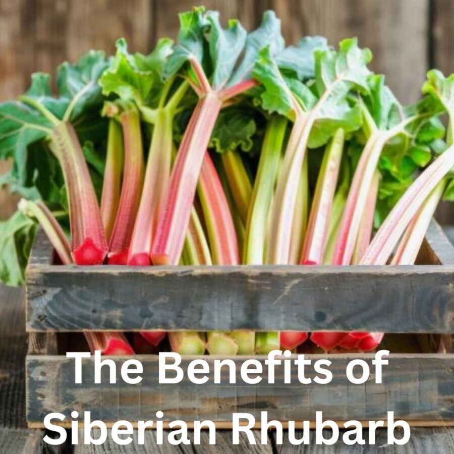The Benefits of Siberian Rhubarb: A Natural Solution for Menopausal ...