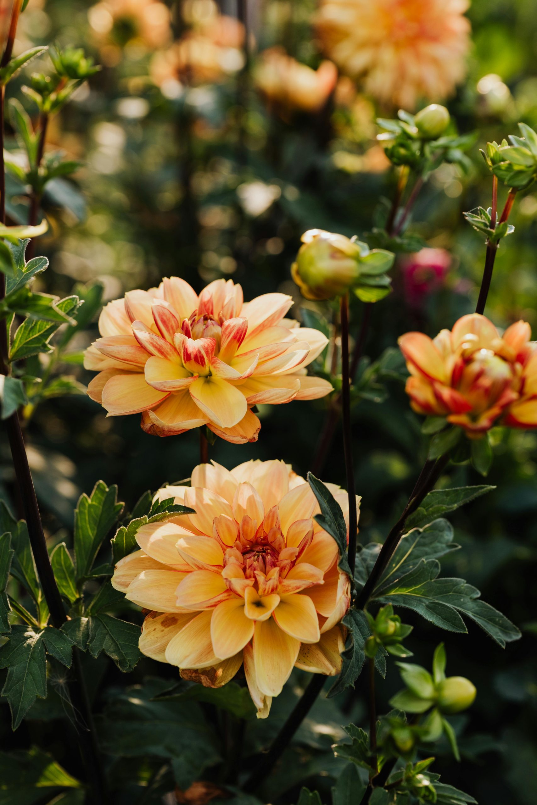 Bloom in Adversity – OpsLens
