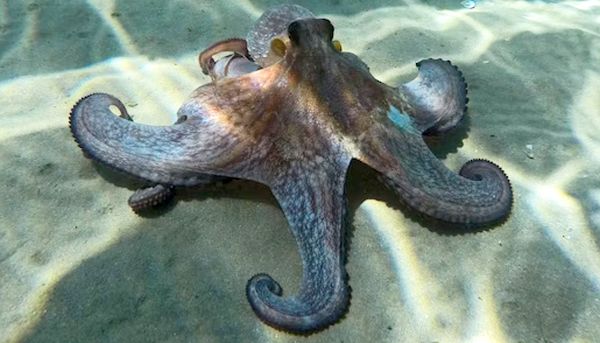We have no idea how much the Pentagon spent on octopus ‘hypnosis ...